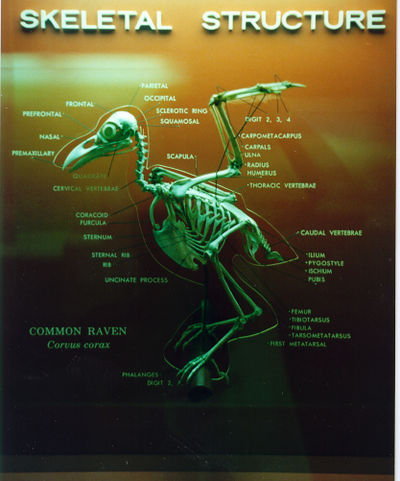 Anatomy Reference - polycount